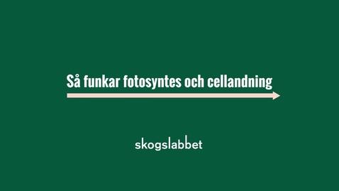 Skogslabbet - SLU Play - Swedish University of Agricultural Sciences